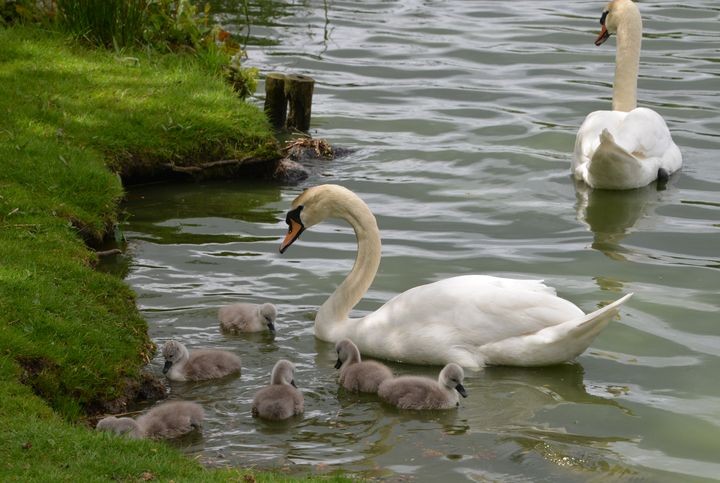 Historien om svanerne i Søanlægget – Farsø Avis